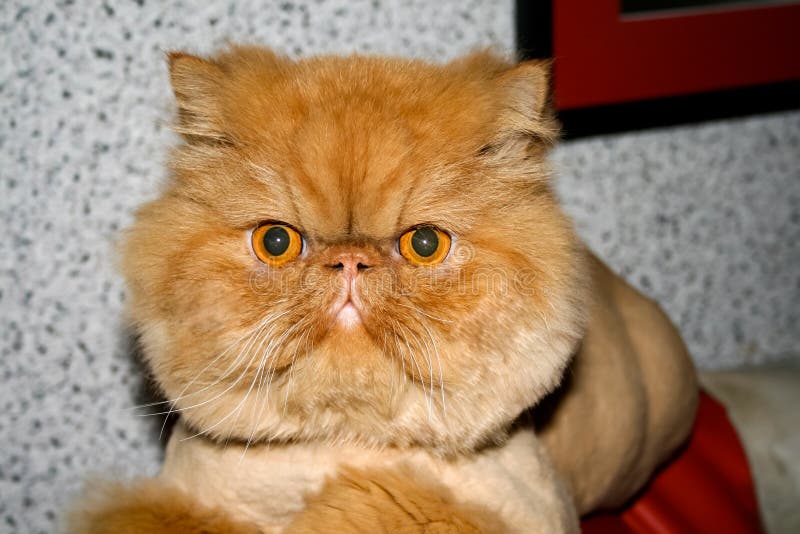 The Persian Cat of Peach and Cream Color Stock Image - Image of cream ...