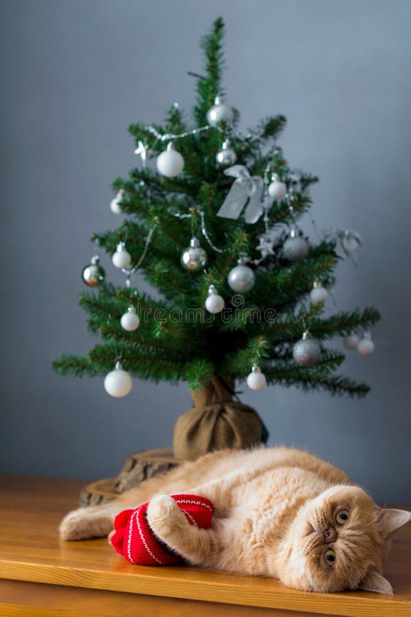 Persian Cat Playing Under Christmas Tree Stock Photo - Image of year ...