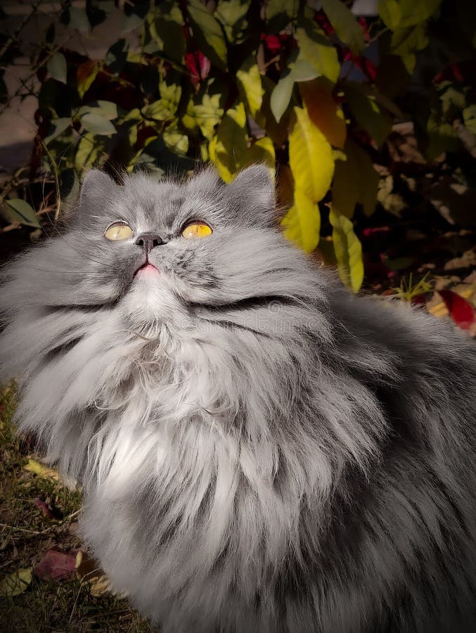 Persian Cat Punch Faces Triple Coated Stock Photo - Image of punch ...