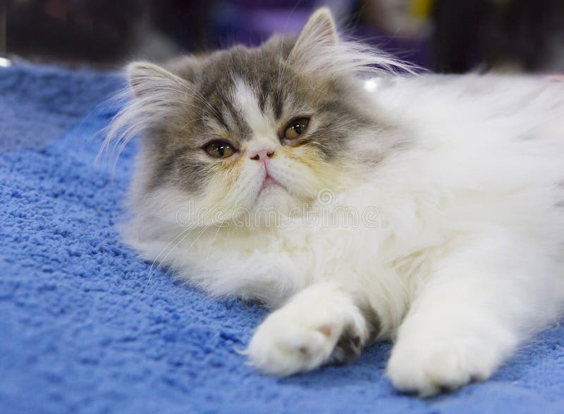 212 Snub Nose Stock Photos - Free & Royalty-Free Stock Photos from ...