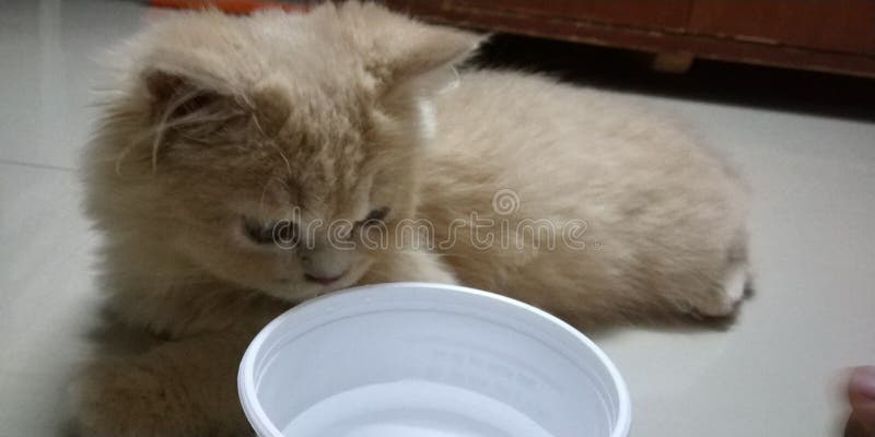 Persian Cat stock photo. Image of semi, punch, persian - 125696908