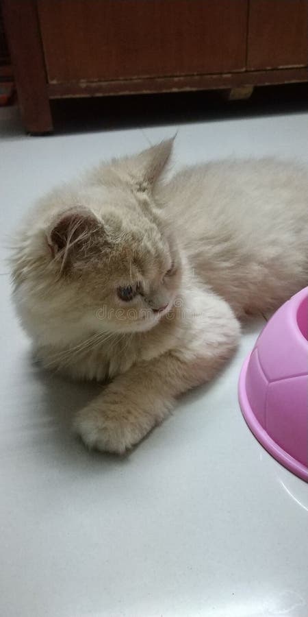 Persian Cat stock photo. Image of semi, persian, punch - 125696916