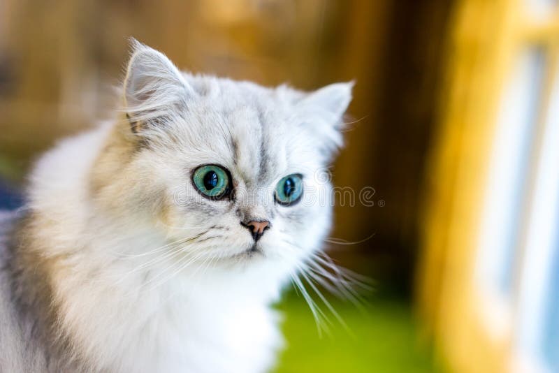 Persian Cat Picture. Image: 15191763