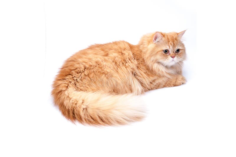 Persian Cat On A White Background. Stock Image - Image of feline ...