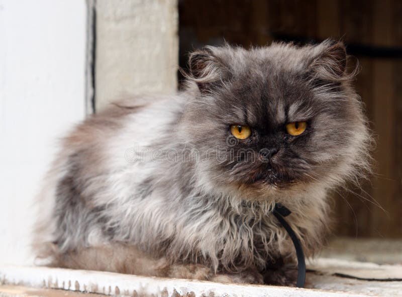 947 Angry Persian Cat Stock Photos - Free & Royalty-Free Stock Photos ...