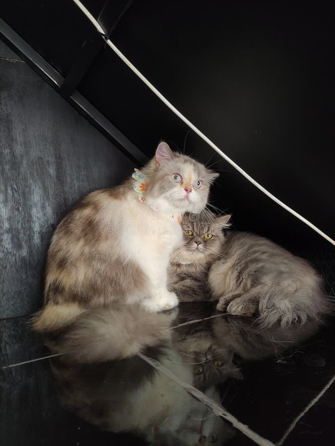 Persian Cats Long Hair Torty Stock Image - Image of torty, cats: 266925645