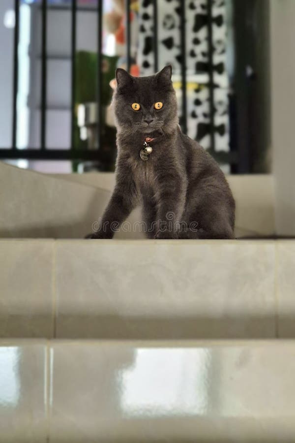 Persian Cats Pet Staring Down from Above the Stairs Stock Image - Image ...