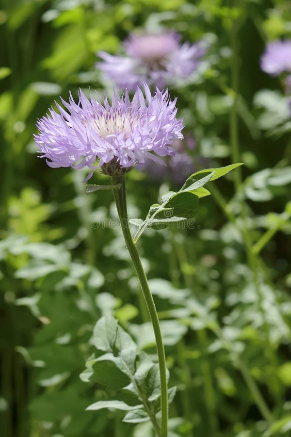 Persian Cornflower Centaurea Dealbata Stock Photo - Image of ...