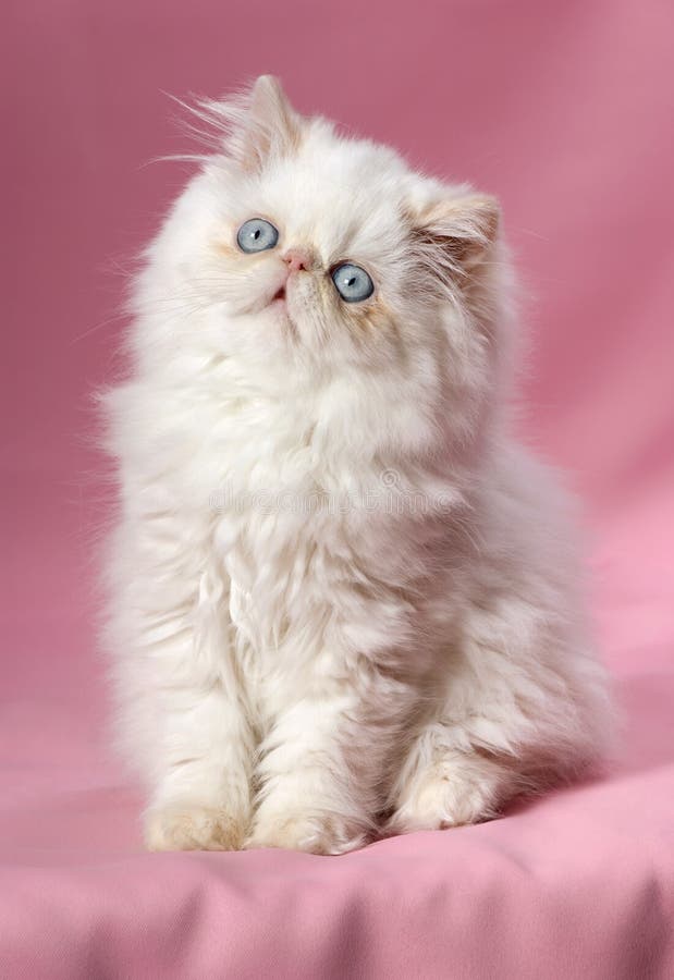 Cute Persian Cream Colorpoint Cat Sitting Blue Background Stock Photos ...