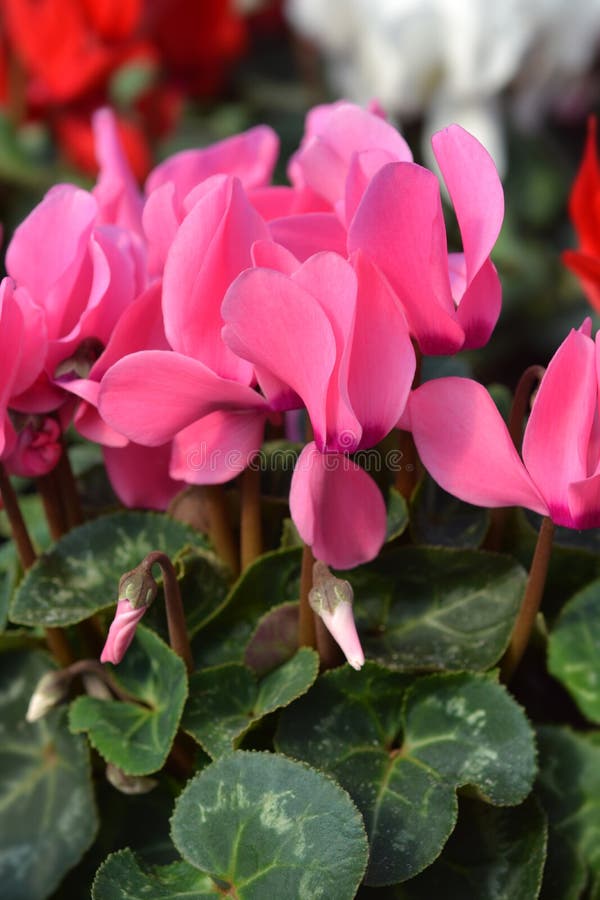 Persian cyclamen stock image. Image of garden, green - 237319169