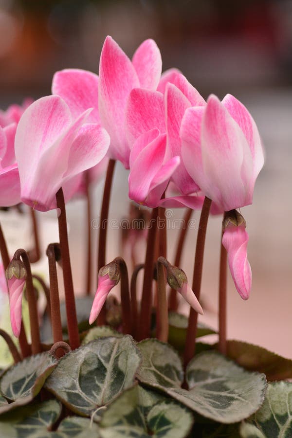 Persian cyclamen stock image. Image of botany, nature - 140207543