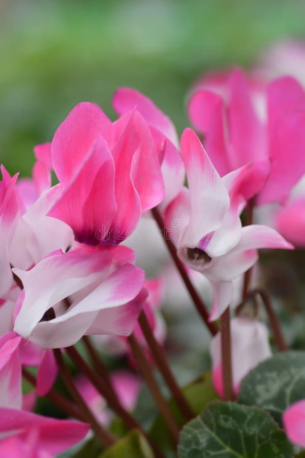 Persian cyclamen stock photo. Image of cultivar, pink - 140674828
