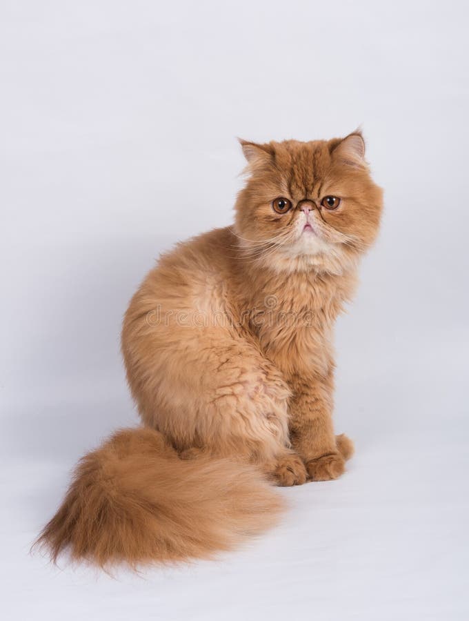 Red Longhair Persian Exotic Cat Close Up Stock Photo - Image of ...