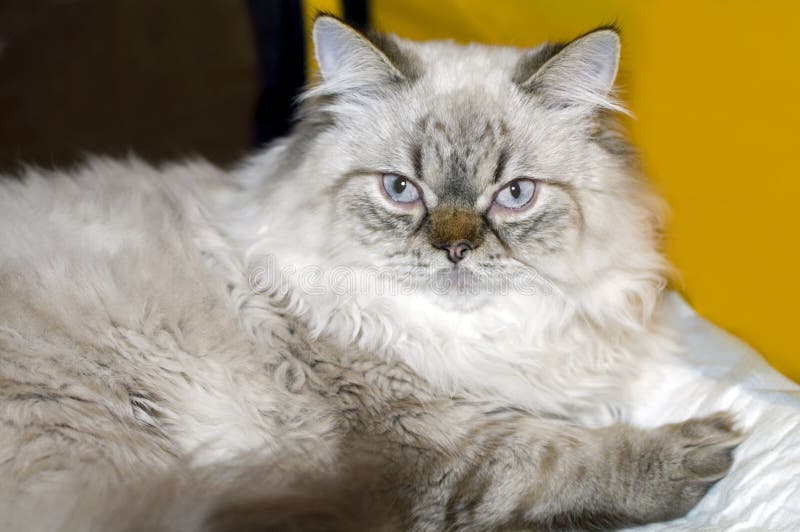 Persian-extreme stock image. Image of shaggy, portrait - 20077257