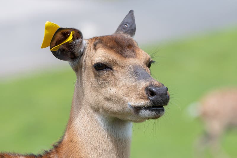 Persian Fallow Deer Dama Mesopotamica Stock Image - Image of face ...