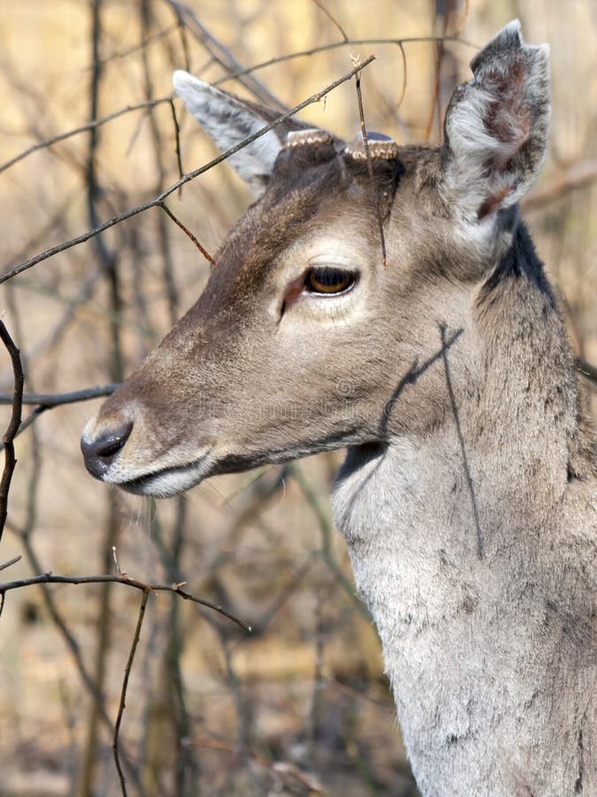 Persian Fallow Deer (Dama Mesopotamica) Stock Image - Image of ...