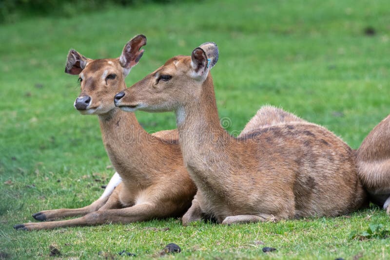 Persian Fallow Deer Dama Mesopotamica Stock Photo - Image of laying ...