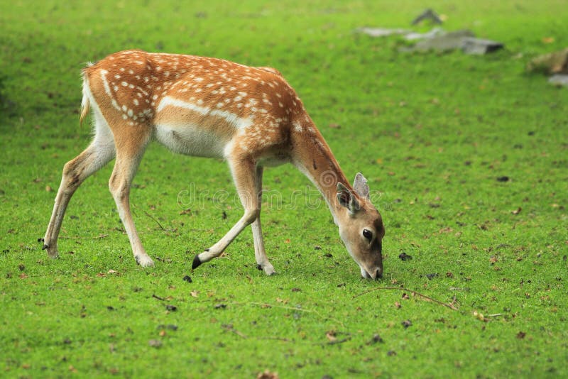 Persian fallow deer female stock image. Image of mammal - 25753227
