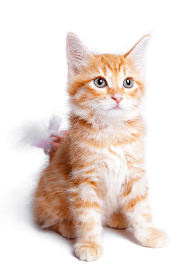 Persian ginger kitten. stock photo. Image of fluffy, cats - 28126160