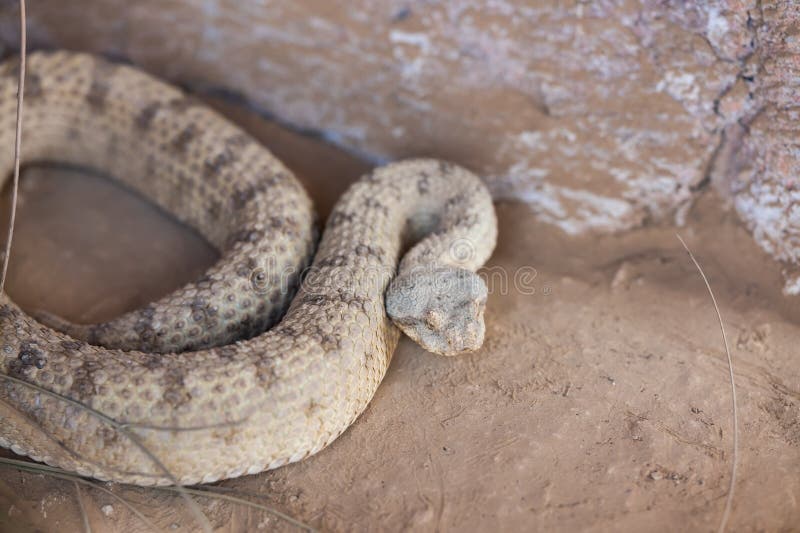 Persian Horned Viper (Pseudocerastes Persicus), or False Horned Viper ...