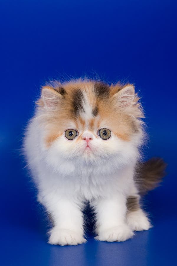 Persian Seal Tortie Colorpoint Cat Stock Image - Image of point, breed ...