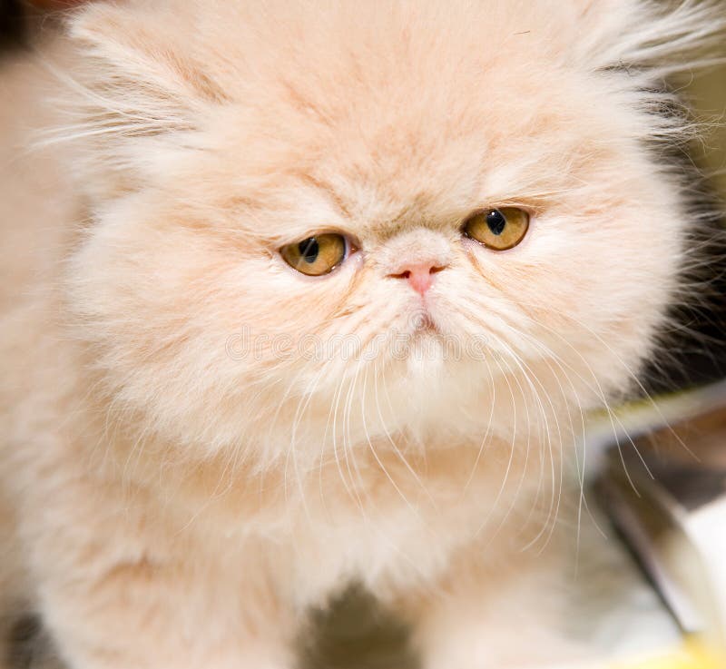 Angry Persian Cat stock image. Image of puff, angry, animal - 312571