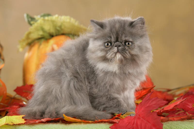Persian Kitten in Fall Decoration Stock Image - Image of animal, kitten ...