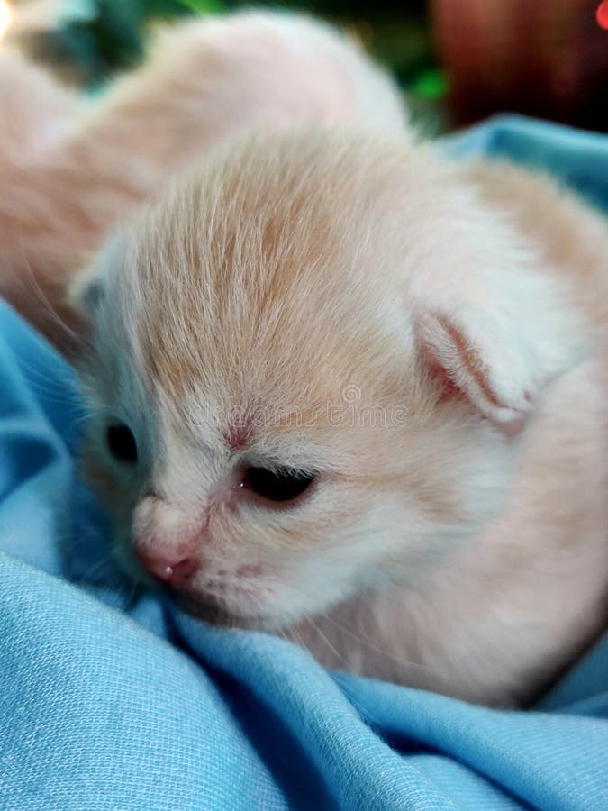 Persian kittens very cute stock photo. Image of persian - 269715008