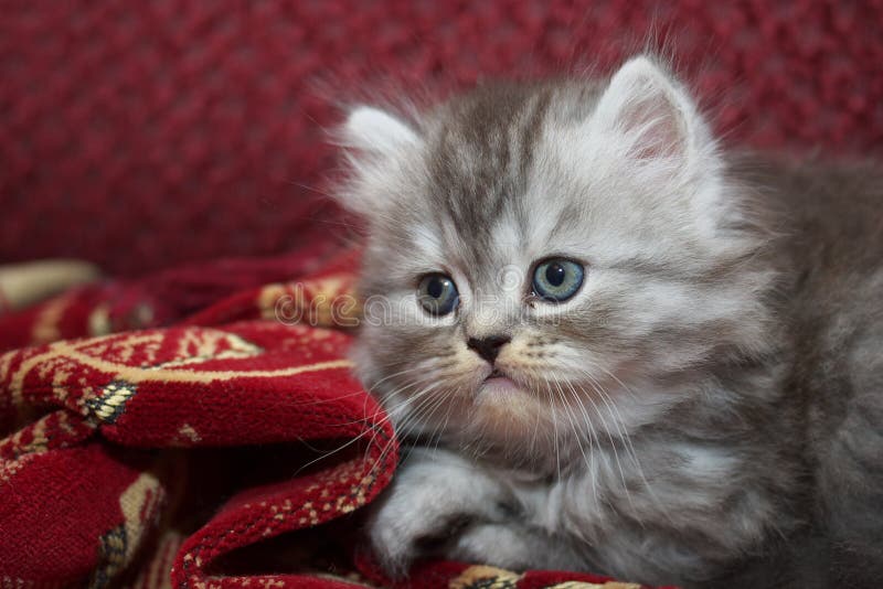Persian Kitty Picture. Image: 19463762