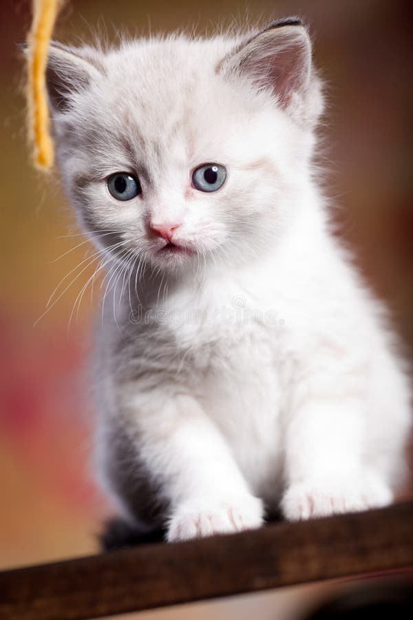 Persian kitty stock photo. Image of pretty, feline, lovely - 22252240