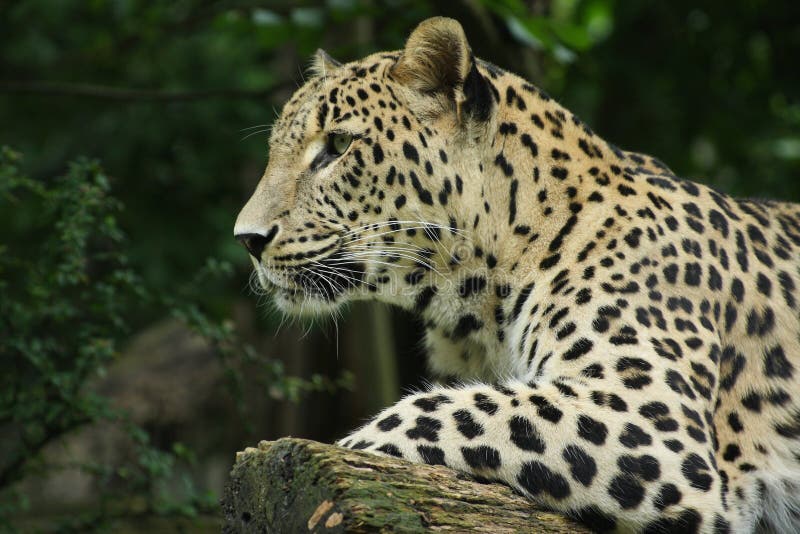 Persian Leopard Picture. Image: 19262838