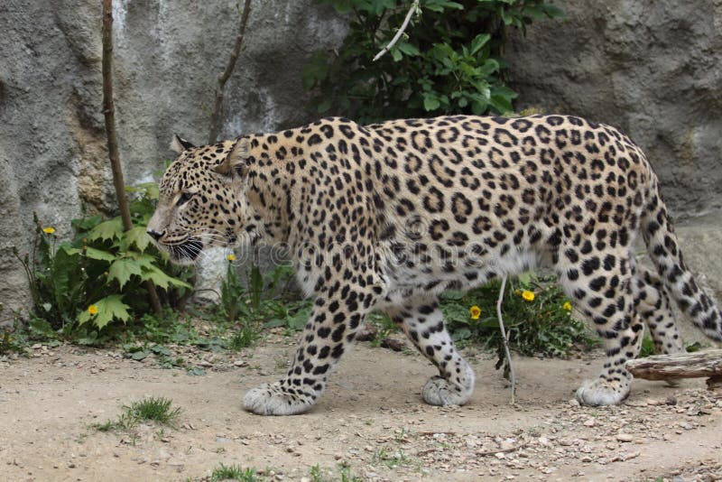Persian leopard stock photo. Image of leopard, animal - 14503152