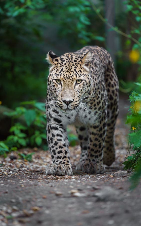 Persian leopard stock photo. Image of eyes, leopard - 269862536