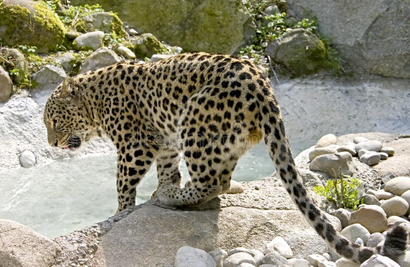Persian Leopard 4 stock photo. Image of view, claws, carnivore - 3199688