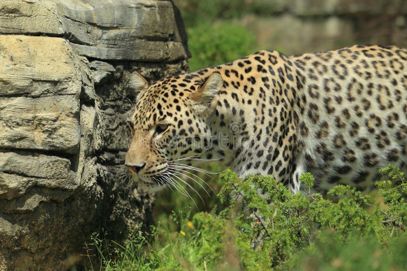 Persian leopard stock photo. Image of leopard, animal - 14503152