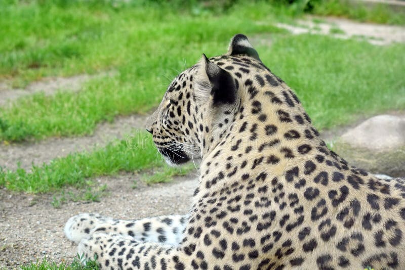 Persian Leopard Beauty Side View Portrait Stock Photo - Image of nose ...