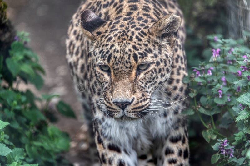 Persian Leopard (Panthera Pardus Saxicolor Stock Image - Image of ...