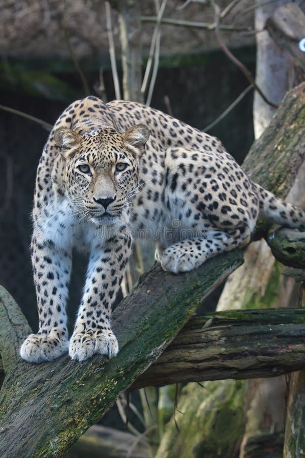 Persian Leopard, Panthera Pardus Saxicolor Sitting, on a Branch Stock ...