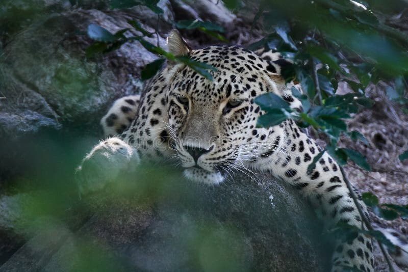 Persian Leopard Panthera Pardus Tulliana Stock Image - Image of leopard ...