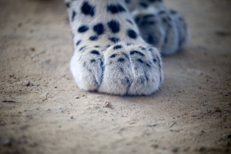 Persian leopards feet stock image. Image of black, hair - 8432233