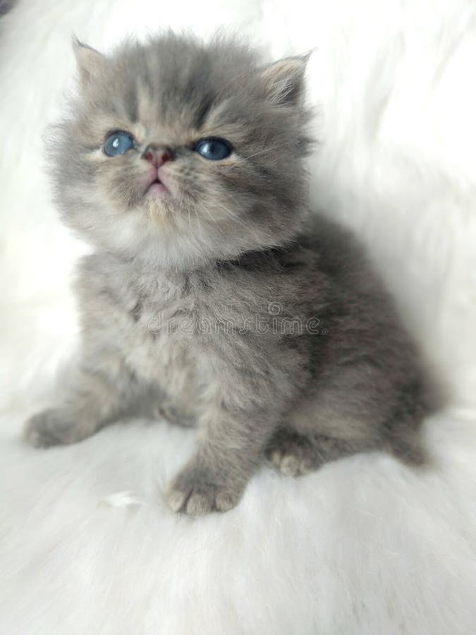 Persian male kitten stock image. Image of wildcat, grey - 286707283