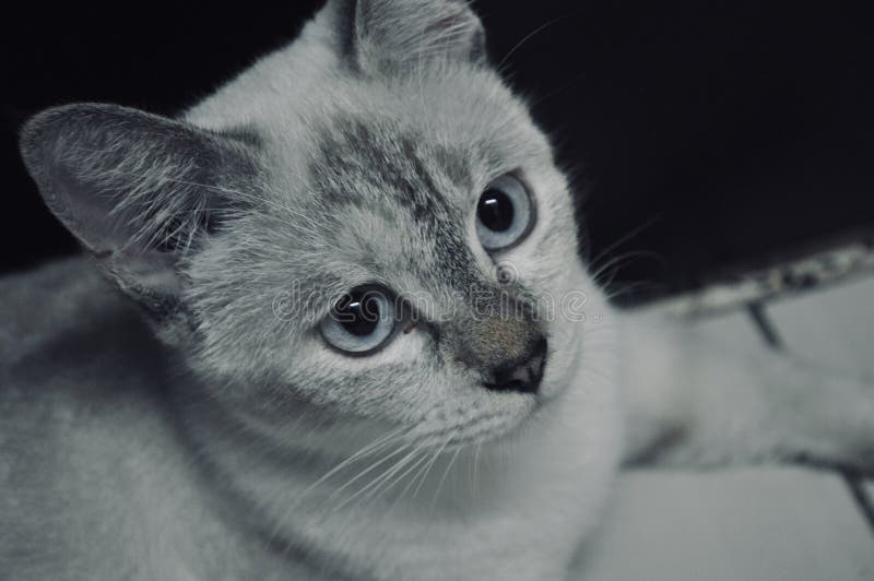 Persian Mixed Siamese Stock Photos - Free & Royalty-Free Stock Photos ...