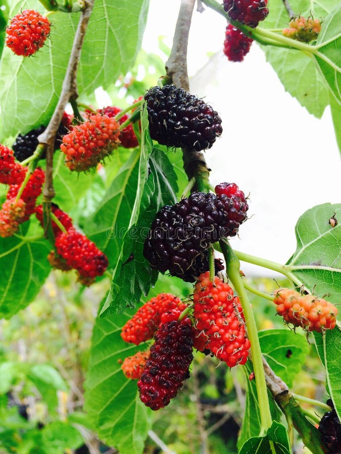 Persian Mulberry stock photo. Image of fruit, persian - 77883006