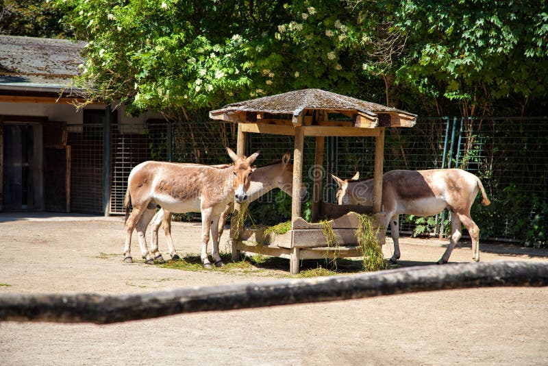 Persian Onager Equus Hemionus Stock Image - Image of extinction ...