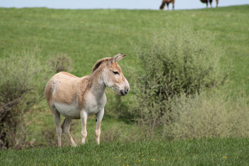 Onager in Field stock photo. Image of animal, wild, hemionus - 14549522