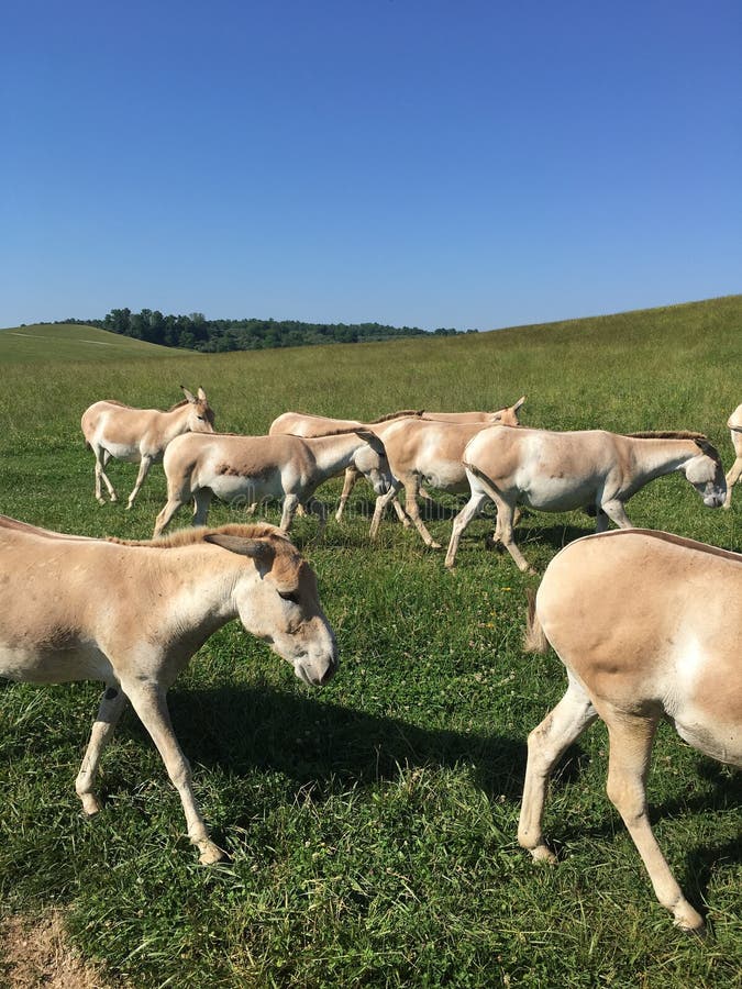 Onagers stock image. Image of wild, hill, hoofed, head - 9845745