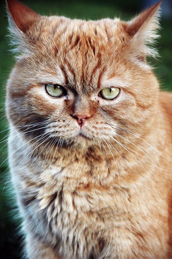 1,548 Garfield Cat Stock Photos - Free & Royalty-Free Stock Photos from ...