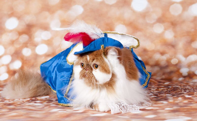 Princecats Stock Photos - Free & Royalty-Free Stock Photos from Dreamstime