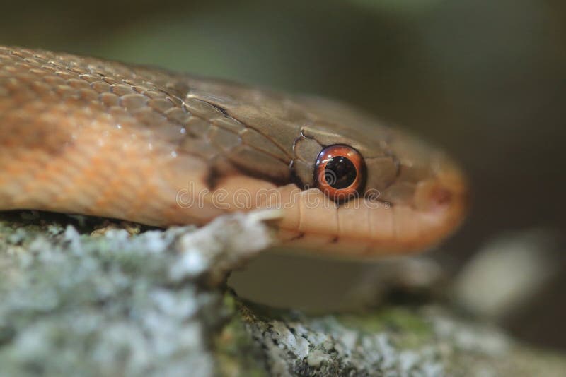 Persian ratsnake stock image. Image of detail, persicus - 379788737