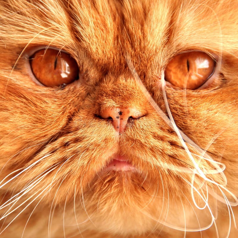 Muzzle big fat cat Persian stock image. Image of friend - 43480461